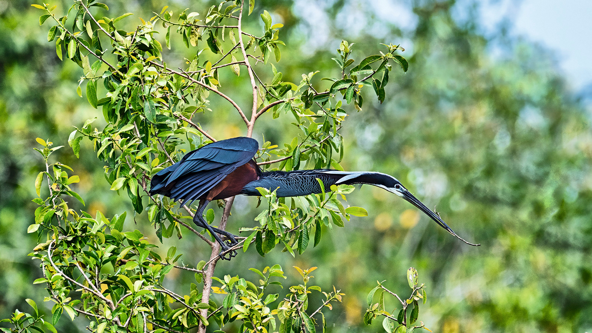 Colombia, el reino de las aves
