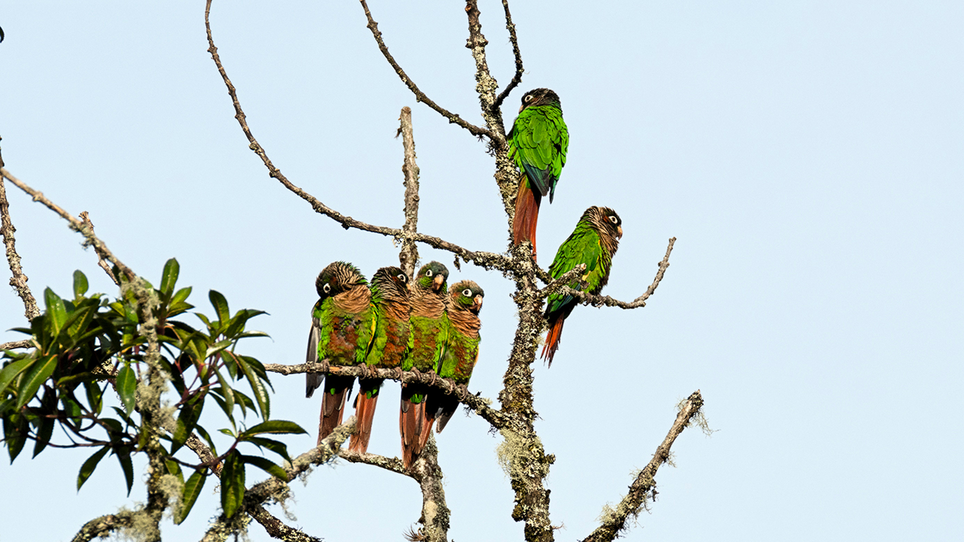 Colombia, el reino de las aves