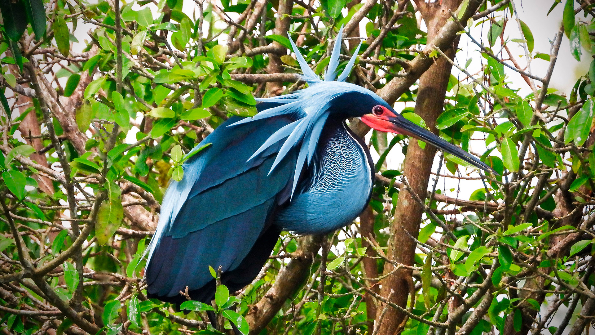 Colombia, el reino de las aves