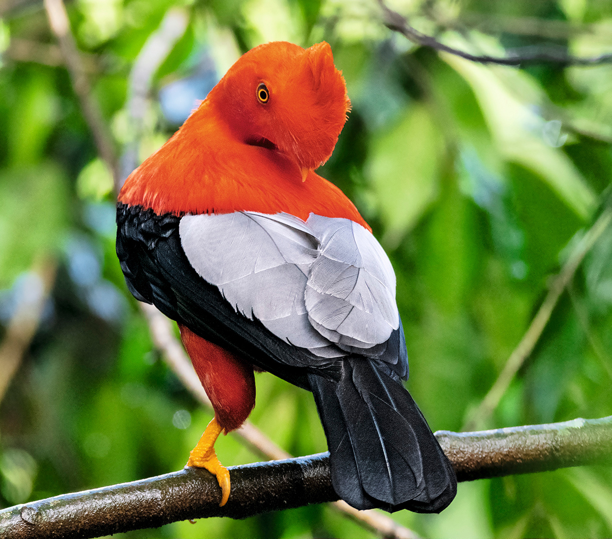 Colombia, el reino de las aves