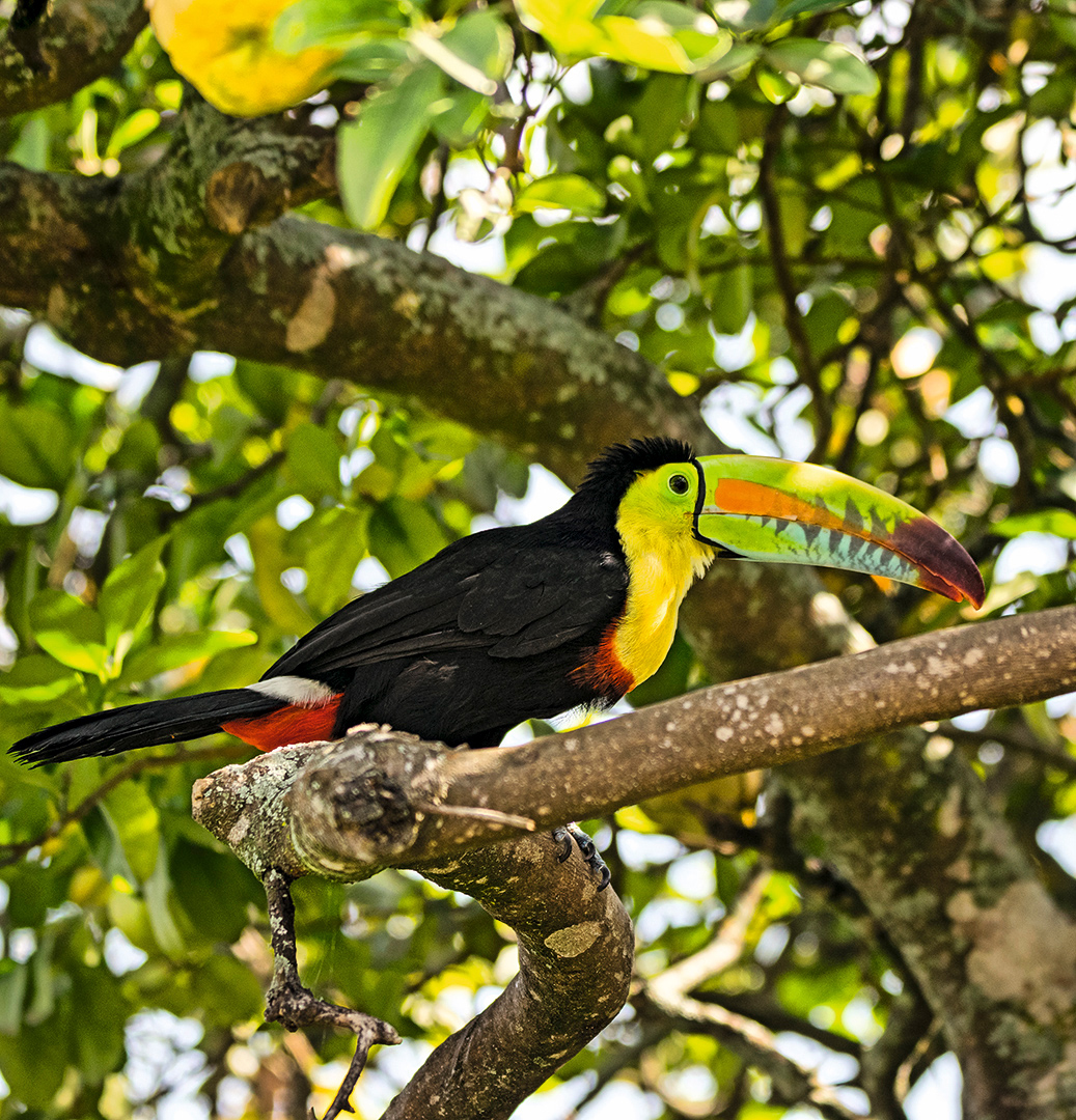 Capitulo 02 – Colombia, el reino de las aves