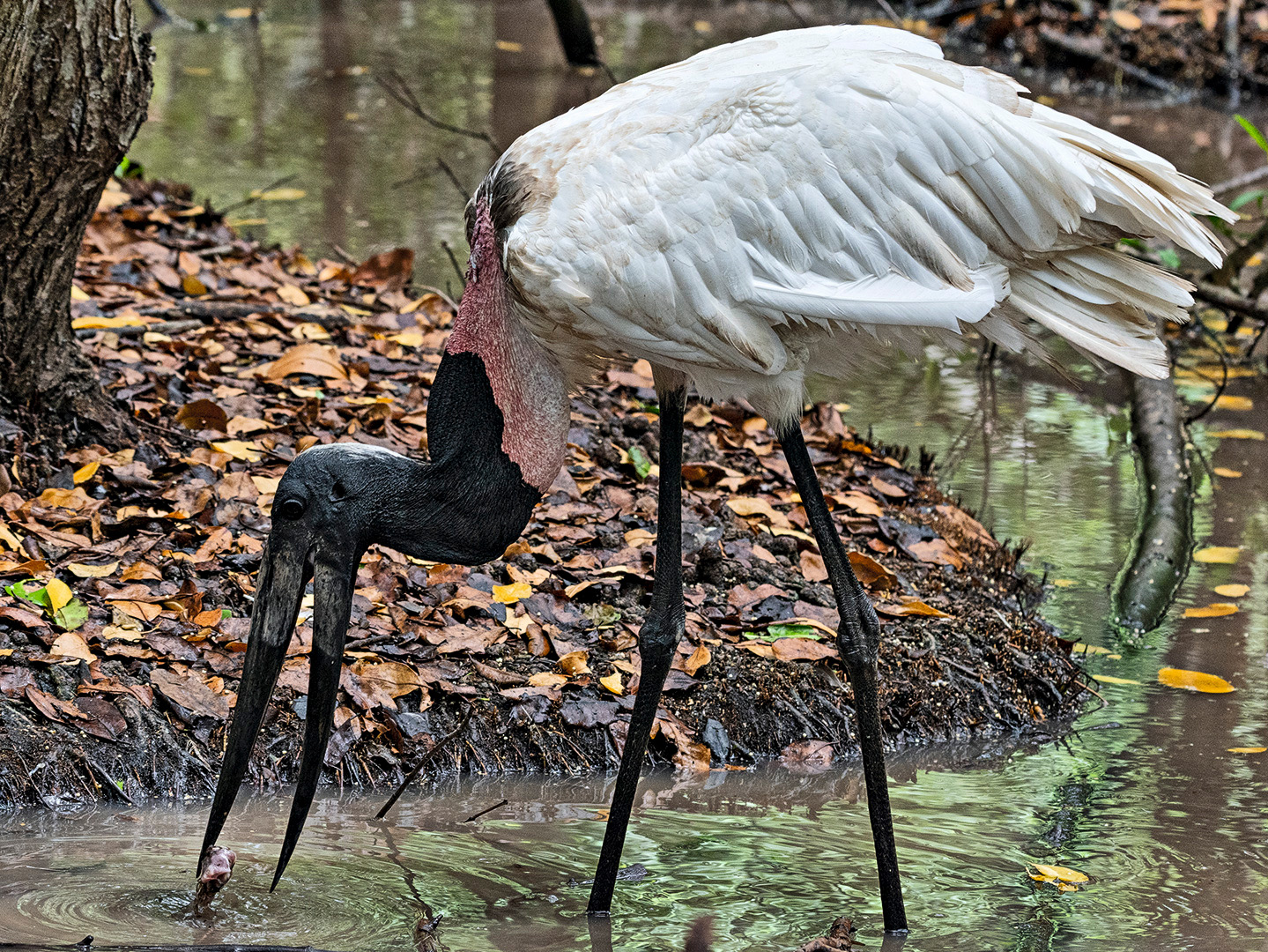 Capitulo 02 – Colombia, el reino de las aves