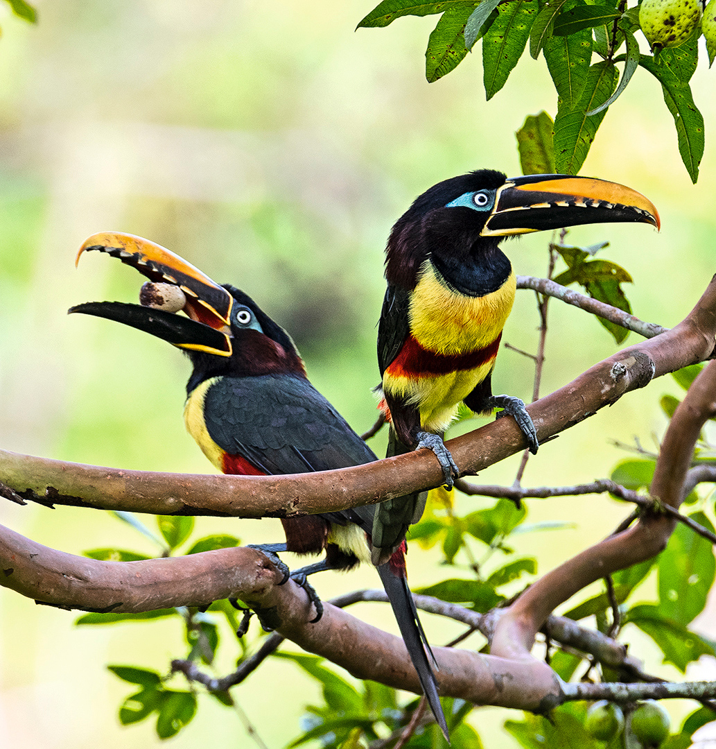 Capitulo 02 – Colombia, el reino de las aves