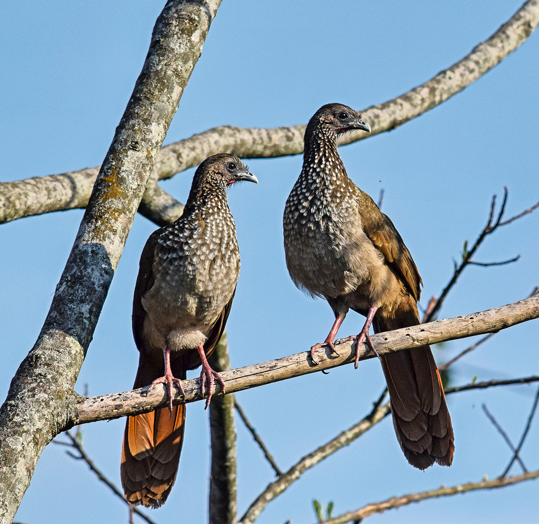 Capitulo 03 – Colombia, el reino de las aves