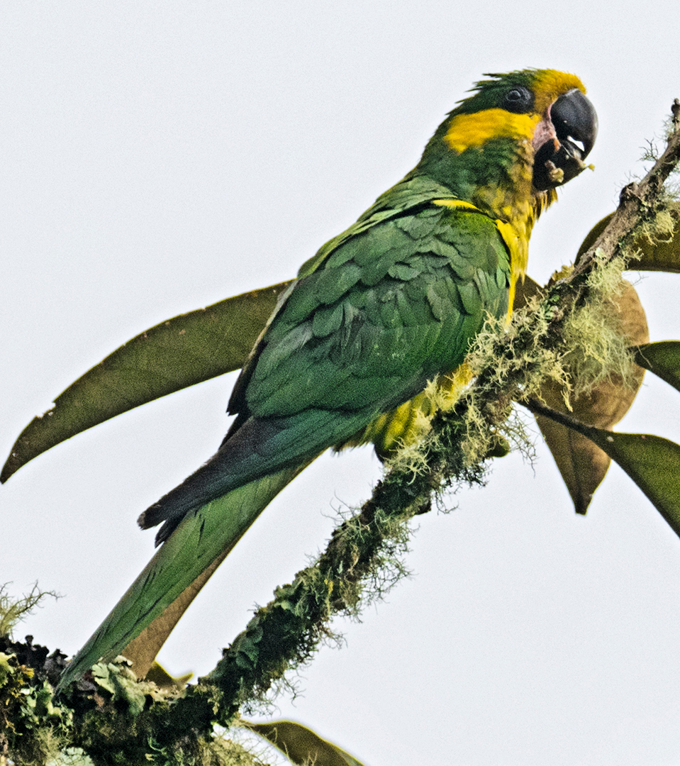 Capitulo 06 – Colombia, el reino de las aves