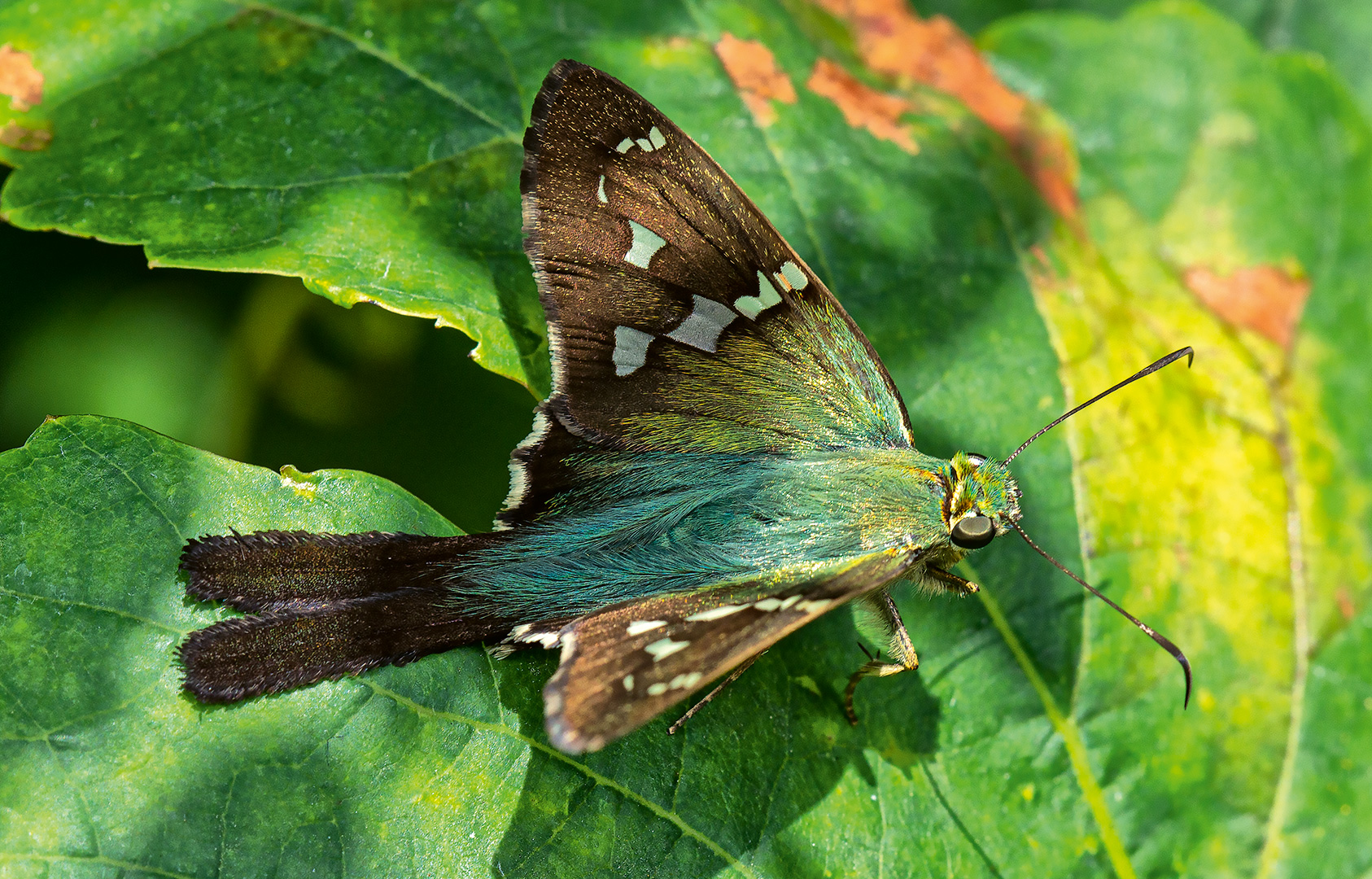 Capitulo 03 – Alas que cuentan historias: Mariposas de Colombia