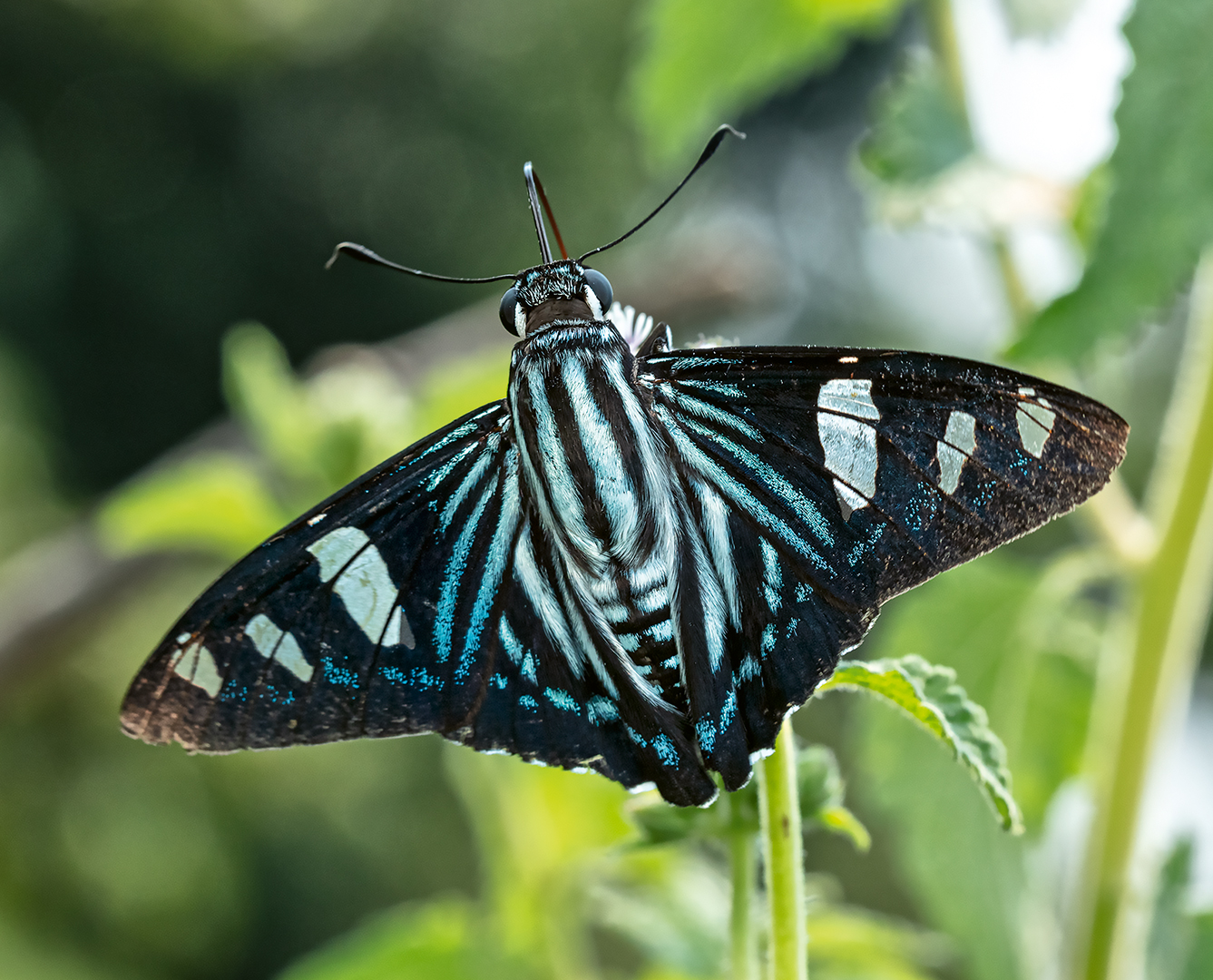 Capitulo 03 – Alas que cuentan historias: Mariposas de Colombia