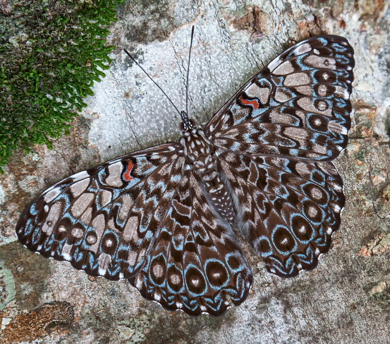 Capitulo 03 – Alas que cuentan historias: Mariposas de Colombia