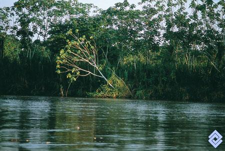 Banco de Occidente :::. La selva húmeda tropical es un ambiente natural ...