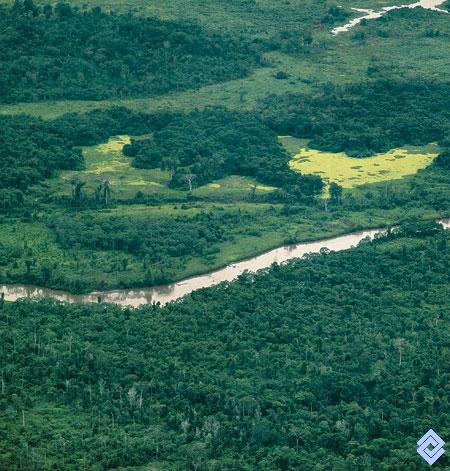 Banco de Occidente :::. La selva húmeda tropical es un ambiente natural ...