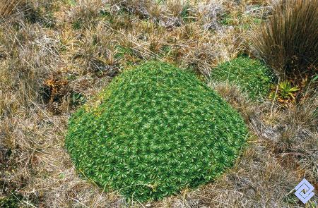 Banco de Occidente :::. Plantago rigida, o cojín verde,vegetación ...