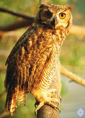 Banco de Occidente :::. La fauna andina, una de las más diversas del ...