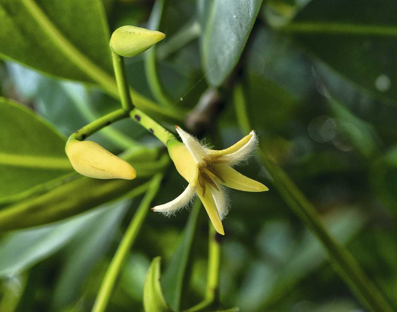 Capitulo 02 – Bosques entra la tierra y el mar