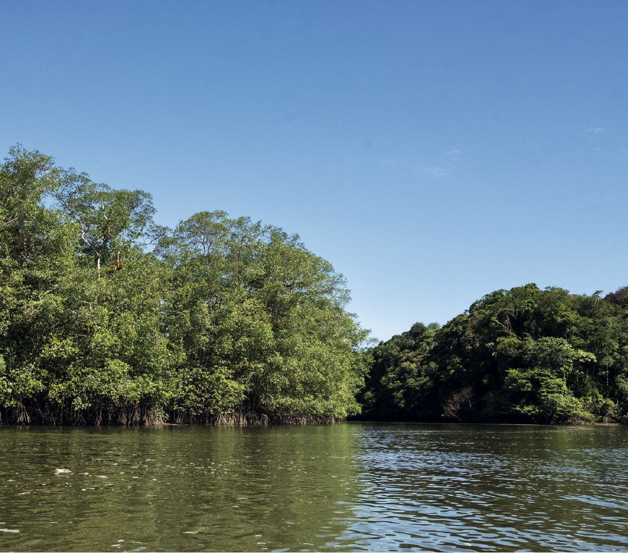 Capitulo 04 – Bosques entra la tierra y el mar